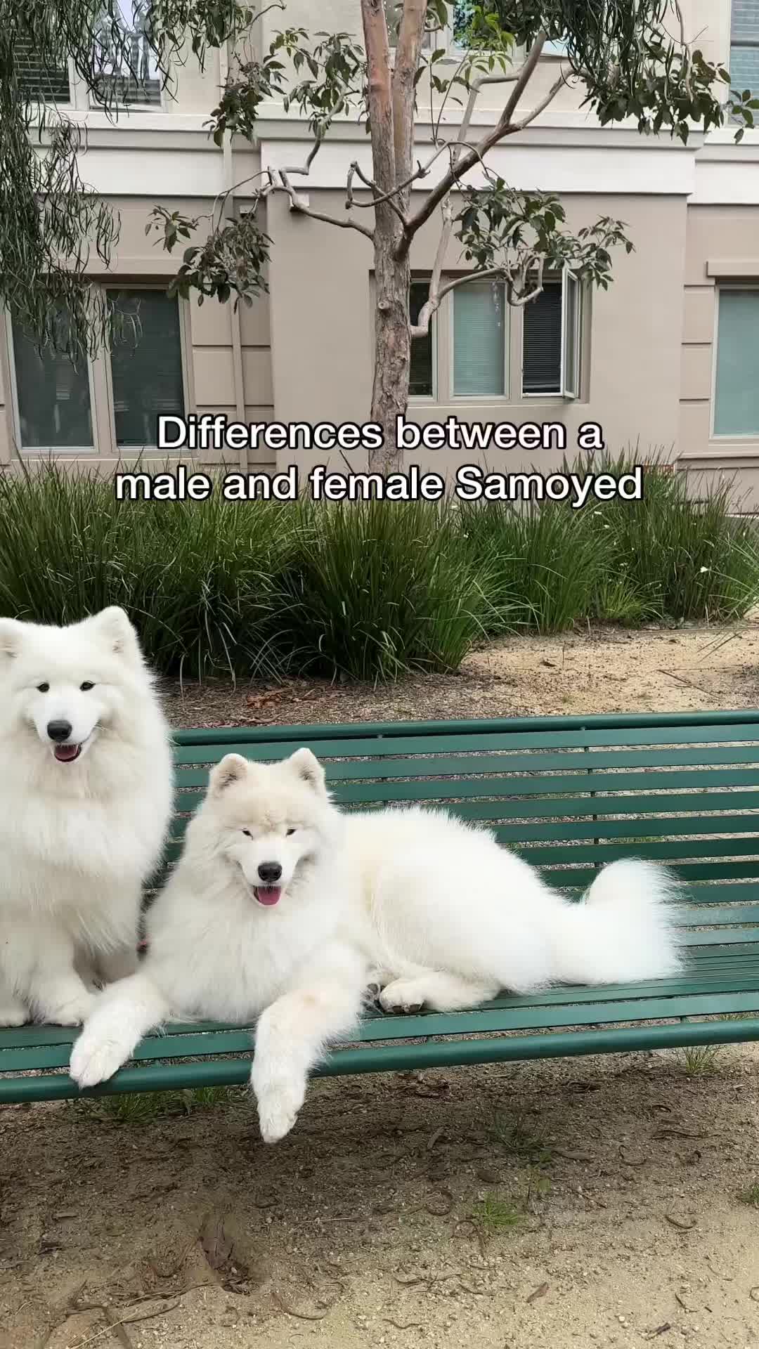 boomer_the_landcloud@tiktok on Pinno