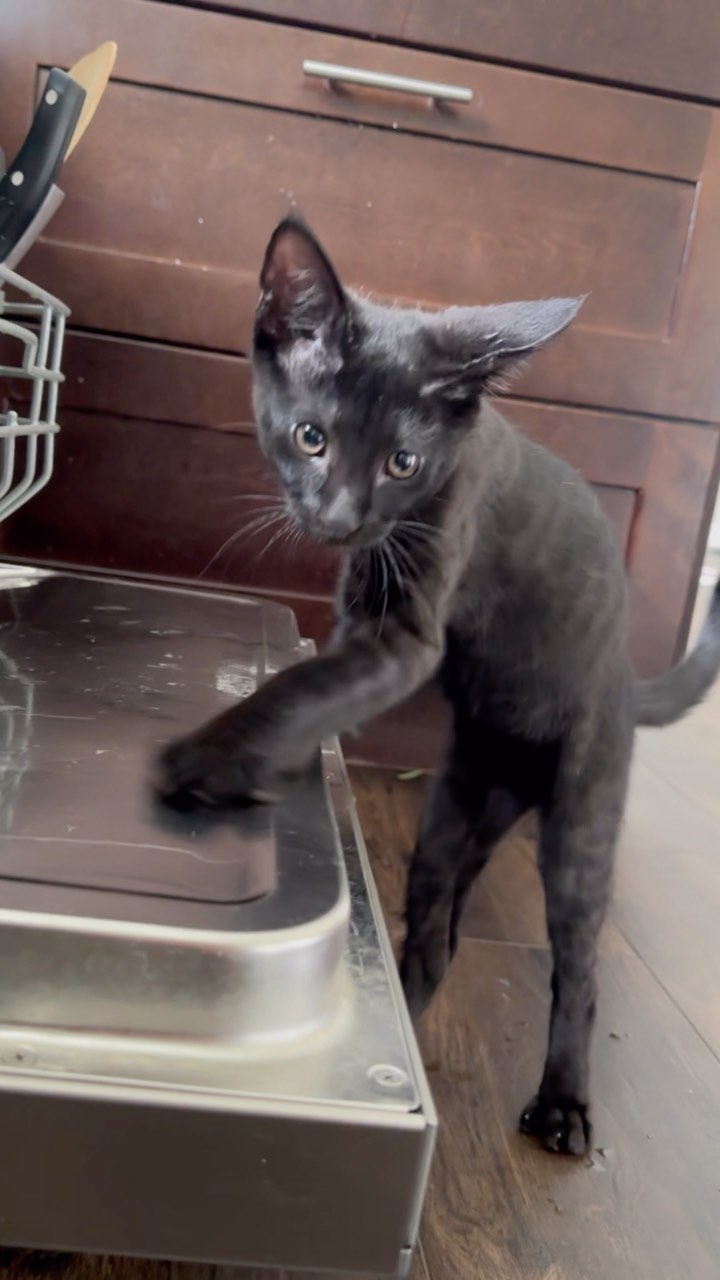 savannahseattle@instagram on Pinno: When your cat is a clean freak 🙀 # ...