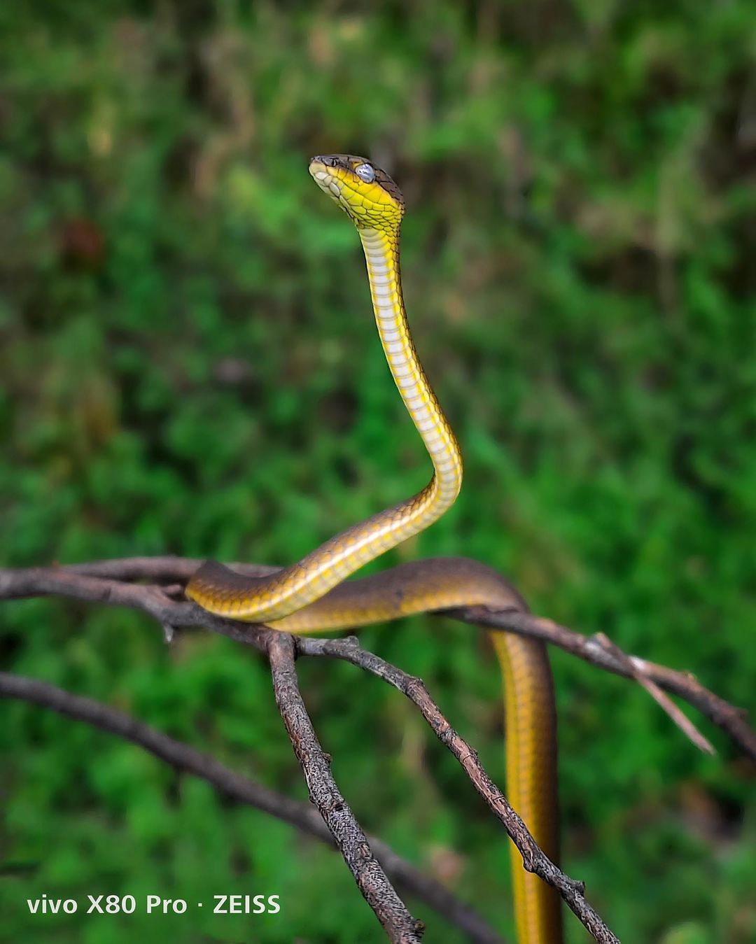 sachin_rai_photography@instagram on Pinno: We saw this Gunther’s vine ...