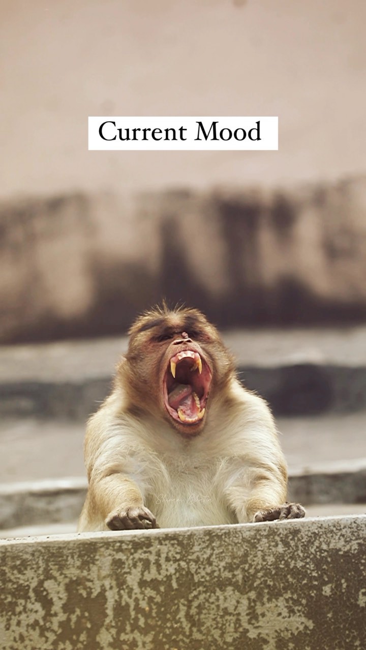 discoverwildpaws@instagram on Pinno: Mood🥹 #monkey #animals #monkeys # ...