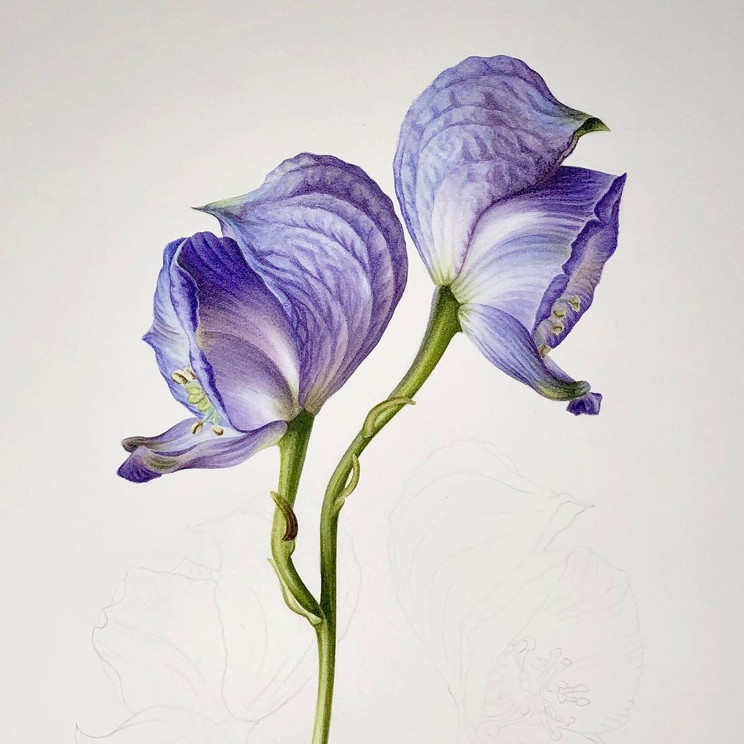 ingrid.elias_botanical.art@instagram on Pinno: Purple beauty… Monkshood ...