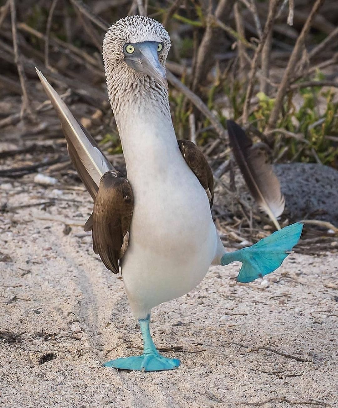 fangs_and_thangs@instagram on Pinno: The blue-footed booby is a marine ...