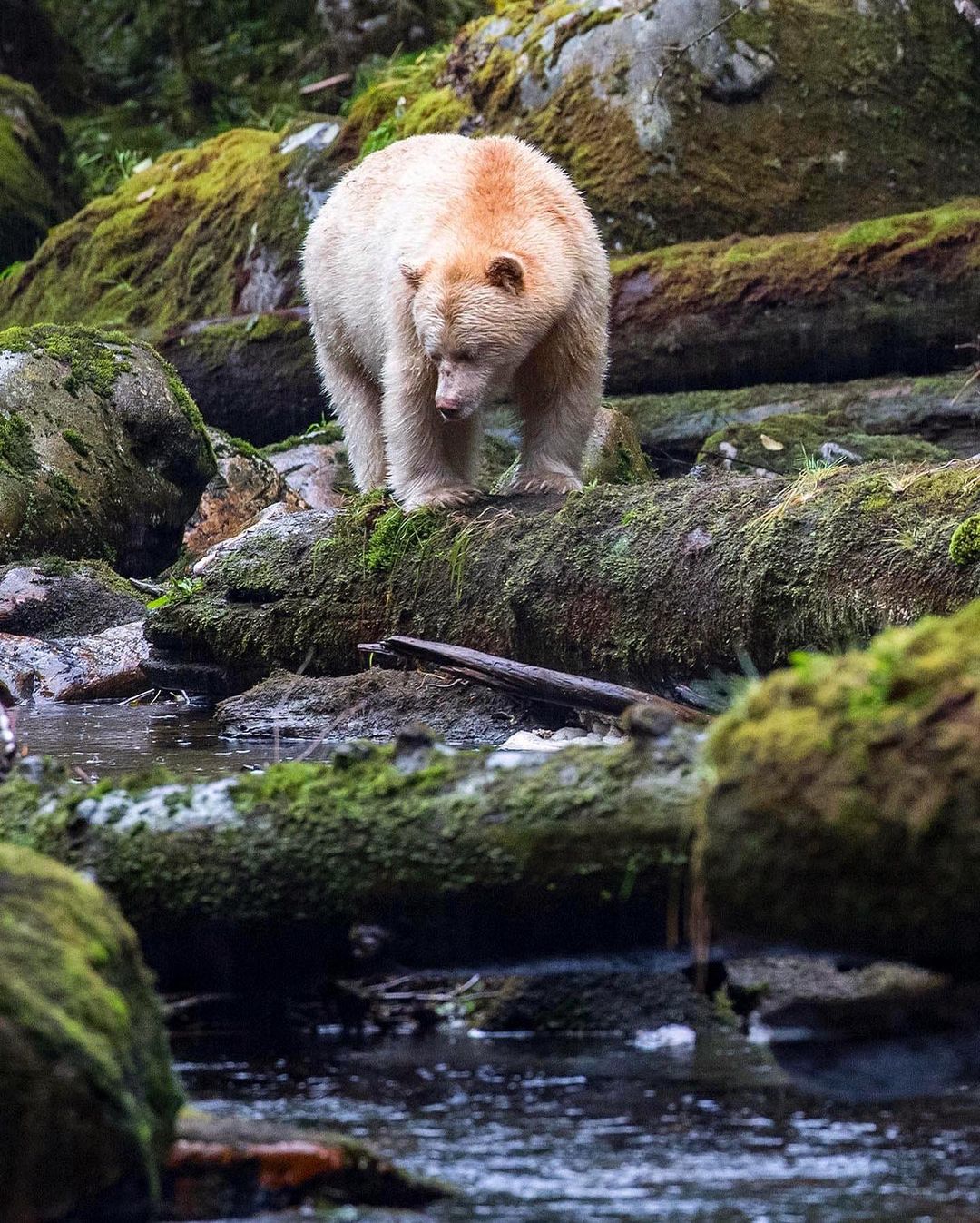 mitty@instagram on Pinno: Wonderful News for North America’s Spiri...