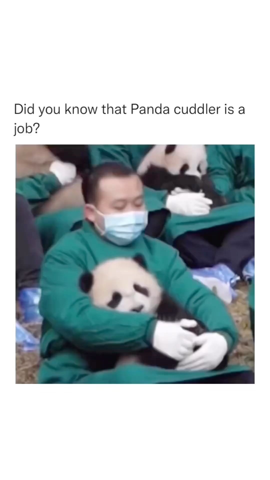 pandasareawsm@instagram on Pinno: Do you know that Panda Cuddler is a ...