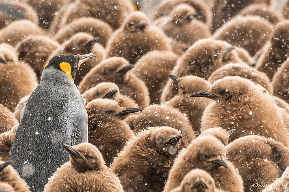 natgeowild@instagram on Pinno: Photo by @DaisyGilardini@instagram / Pen...