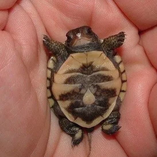 wildlifeowners@instagram on Pinno: 10 handsome turtles! Tag a friend ...