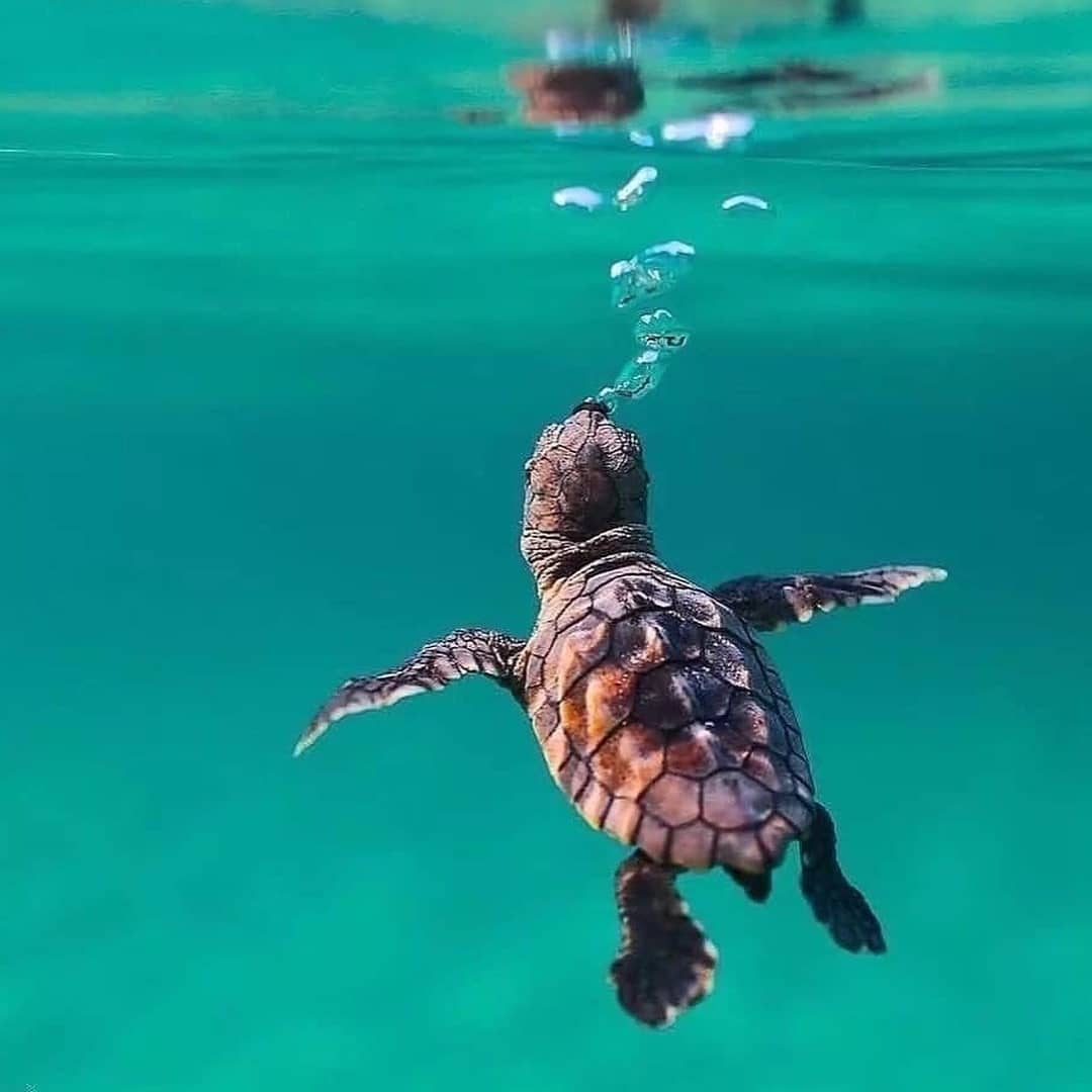 wildlifeowners@instagram on Pinno: 10 handsome turtles! Tag a friend ...