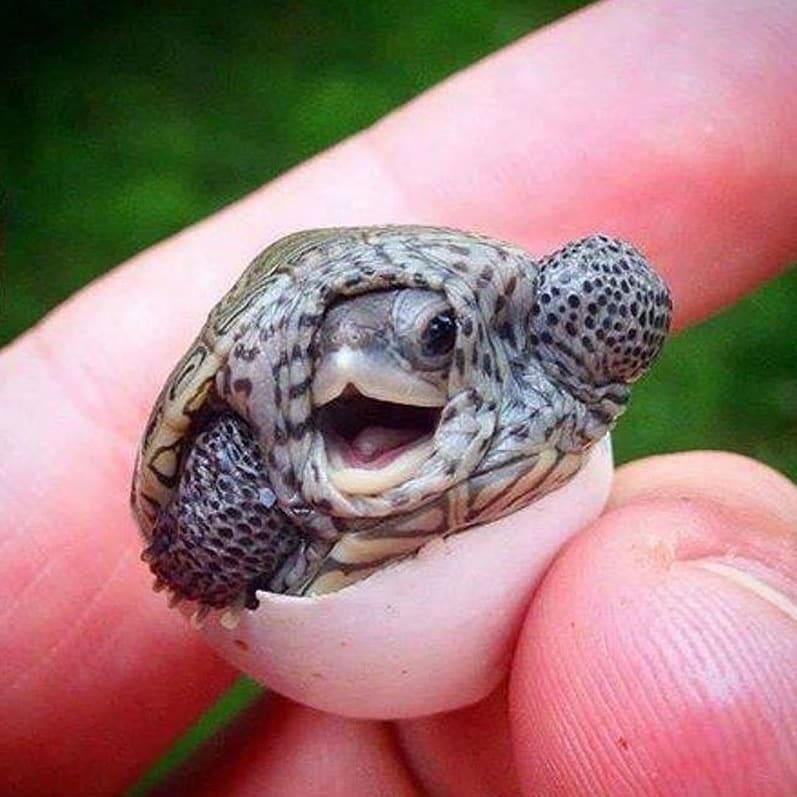 wildlifeowners@instagram on Pinno: 10 handsome turtles! Tag a friend ...