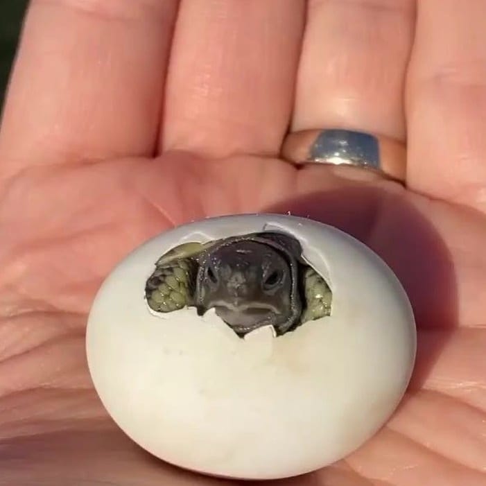 wildlifeowners@instagram on Pinno: 10 handsome turtles! Tag a friend ...