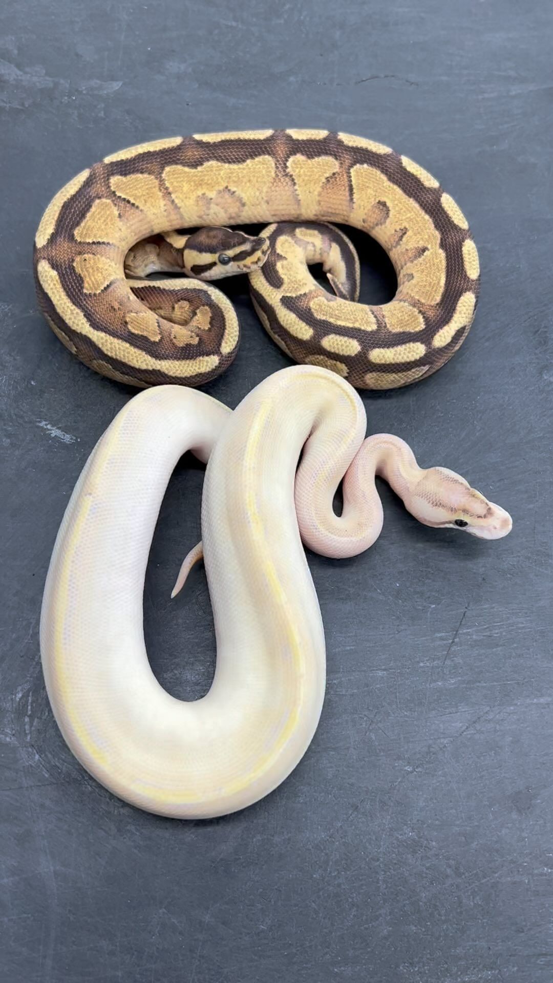 fangs_and_thangs@instagram on Pinno: Week 10 Giveaway!! Join our ...