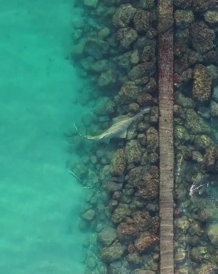 whalesnation4u@instagram on Pinno: Pristis pectinata - Small Tooth ...