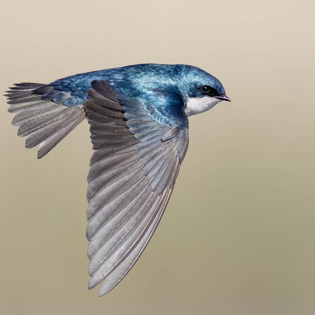 raymondgilbert520@instagram on Pinno: Tree Swallow in flight ️. Canon ...