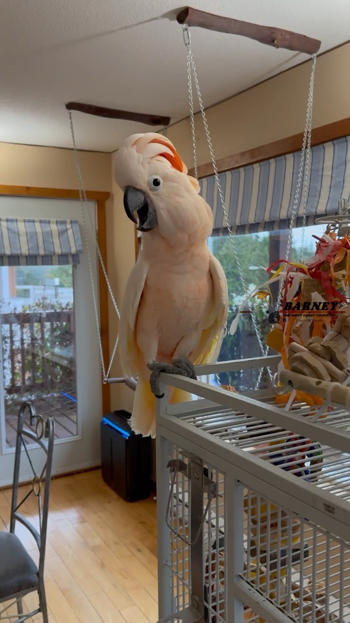 barney_the_west_coast_cockatoo@instagram on Pinno: Laughing Happy ...