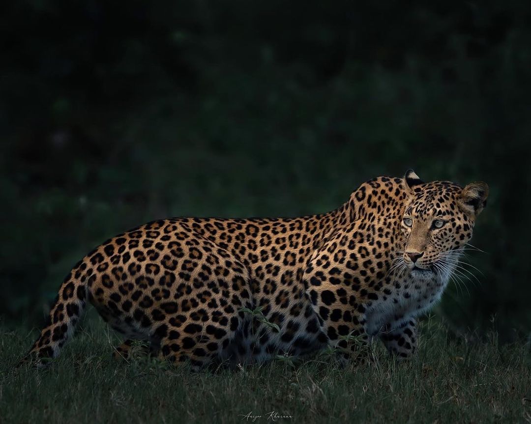 aarzoo_khurana_photography@instagram on Pinno: Crouching Stealth A ...