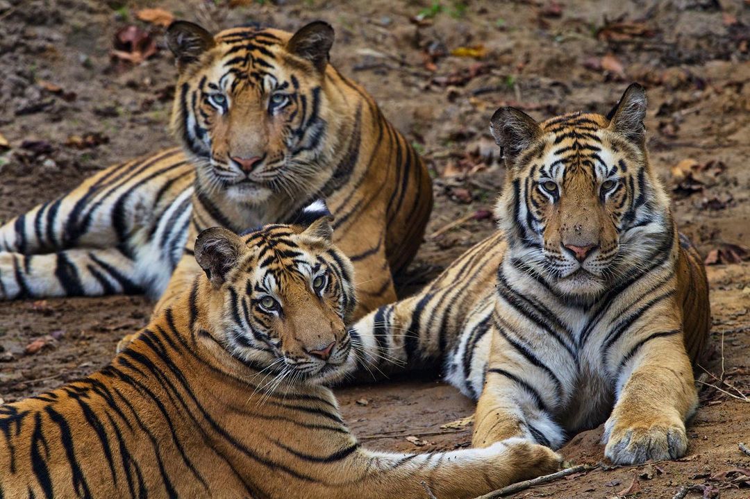 natgeowild@instagram on Pinno: Photo 📷 by A tigress and her two cubs ...