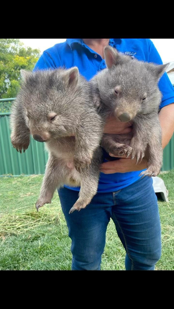 wombat_rescue@instagram on Pinno
