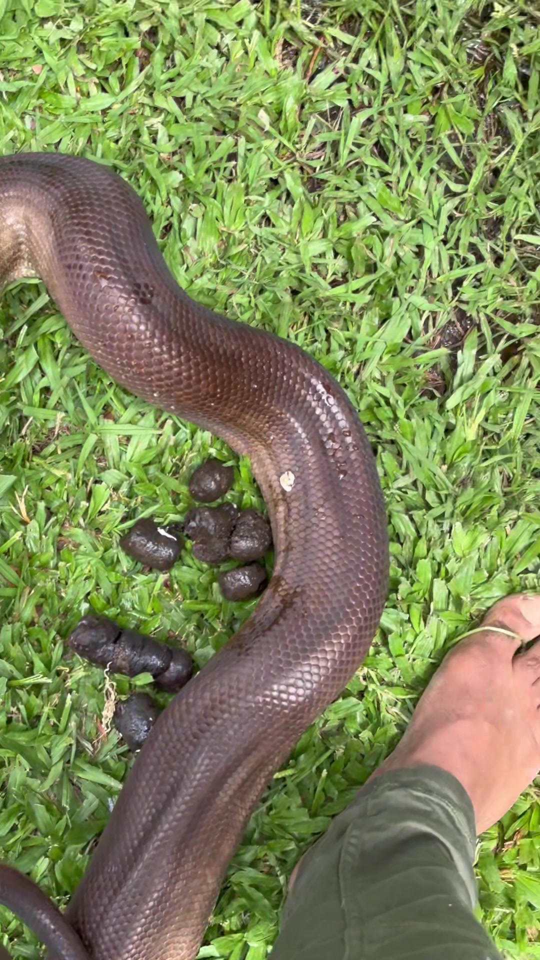 therealtarzann@tiktok on Pinno: Have you ever seen snake poop this big b...