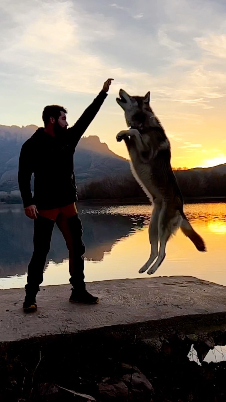 wolf_instinct@instagram on Pinno: Wolfdog flying in the sky. ️🐺