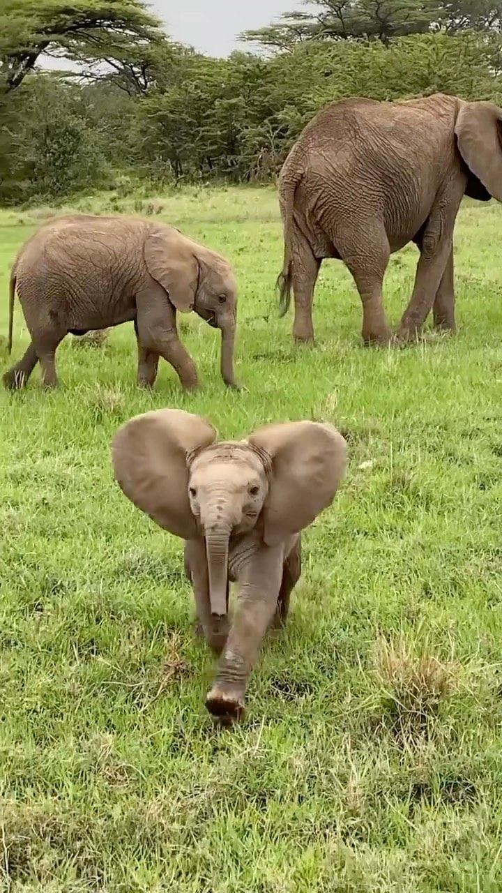 one_animal_one_fact@instagram on Pinno: Fact: We all know human babies ...