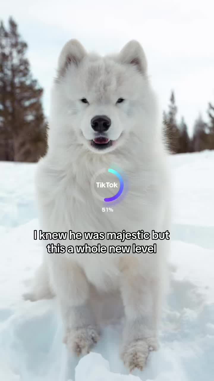 boomer_the_landcloud@tiktok on Pinno: I mean, majesTHIC 🐾 #dog #samoyed ...