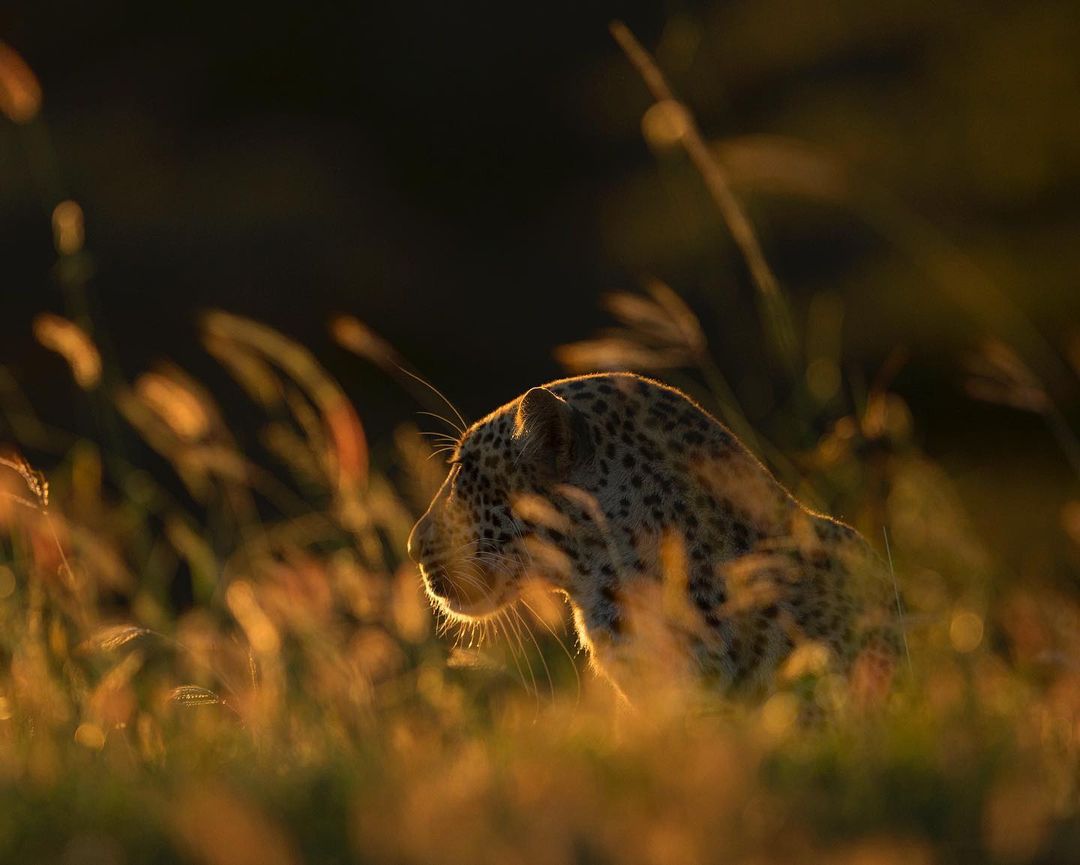 sachin_rai_photography@instagram on Pinno: Light! #GlidingFrogTours # ...