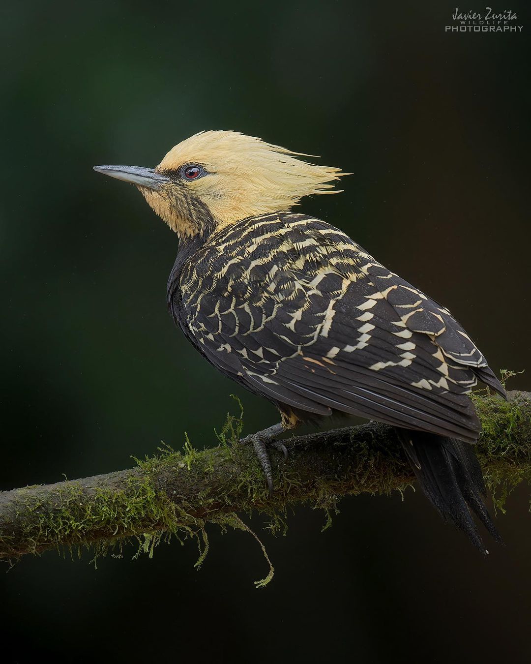 javier_zurita_photography@instagram on Pinno: One of my favorite birds ...