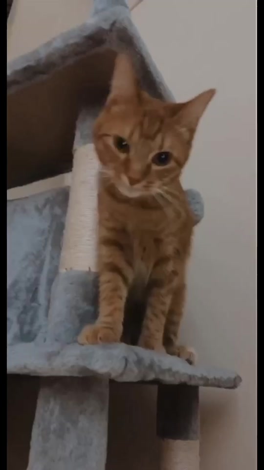 abrameng@tiktok on Pinno: very rare footage of kurt on his cat tre...