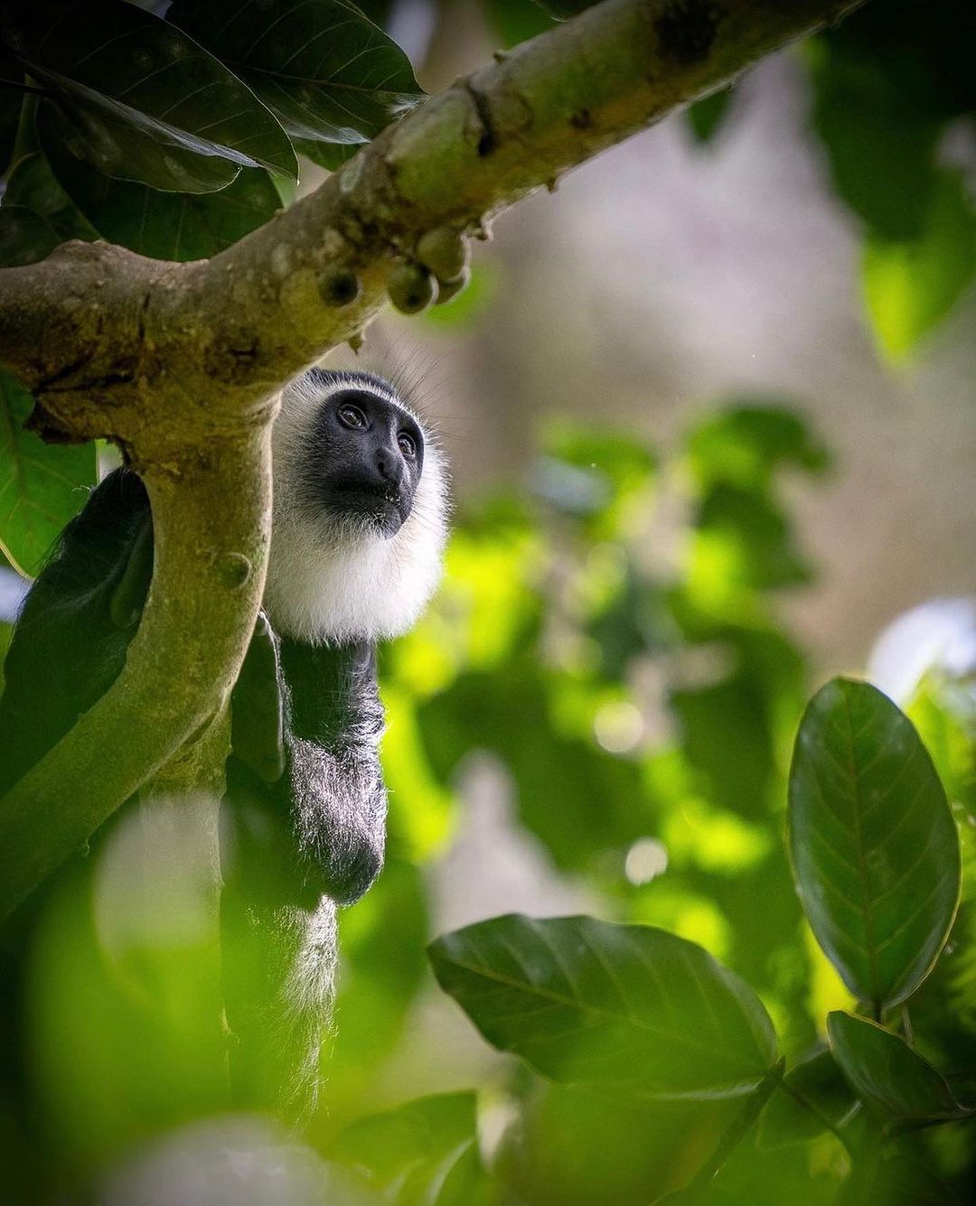 africanimals@instagram on Pinno: One of the rarest monkeys in the world