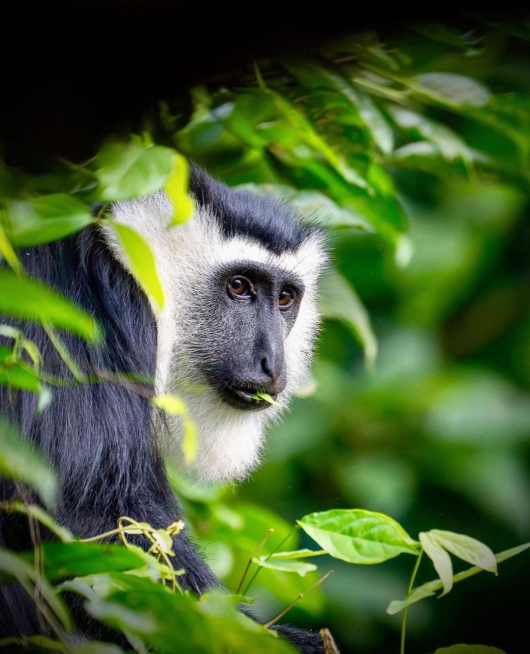 africanimals@instagram on Pinno: One of the rarest monkeys in the world