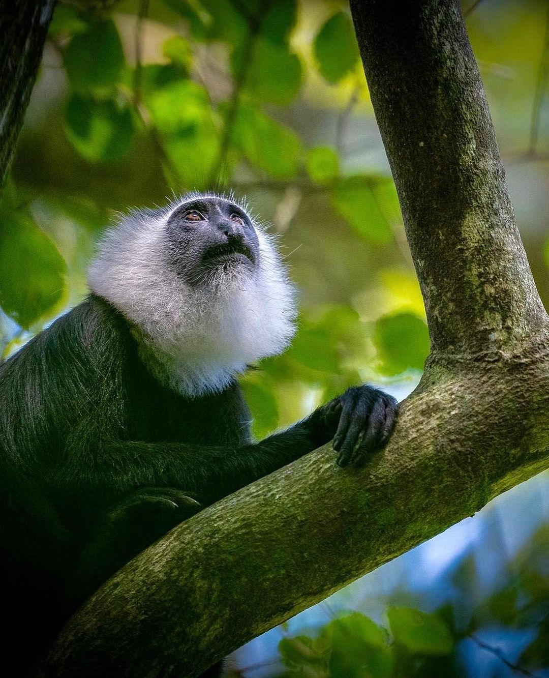 africanimals@instagram on Pinno: One of the rarest monkeys in the world