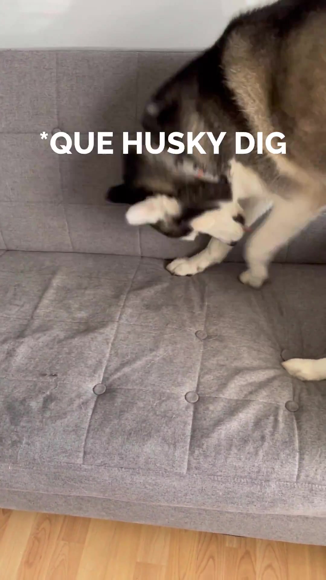 thehuskymoon_@tiktok on Pinno: who will let me dig on their couch? Im c...